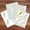 Parts of the Leaf: 3 Part Cards Definitions Blackline Master