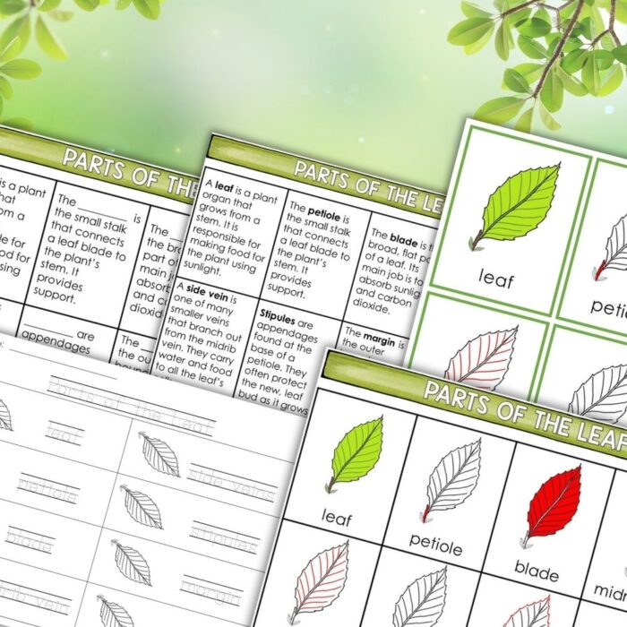Parts of the Leaf: 3 Part Cards Definitions Blackline Master