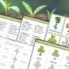 Parts of the Plant: Botany 3-Part Cards Blackline Master