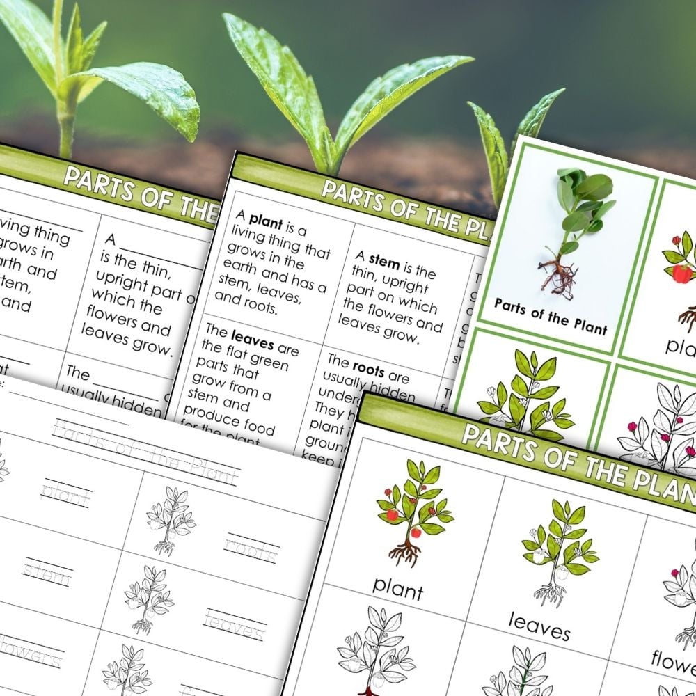 Parts of the Plant Printable - Nature Curriculum in Cards