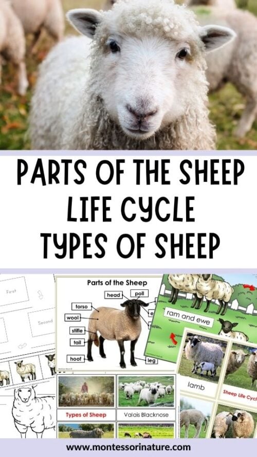 Sheep Life Cycle Parts of a Sheep Activities - Montessori Nature