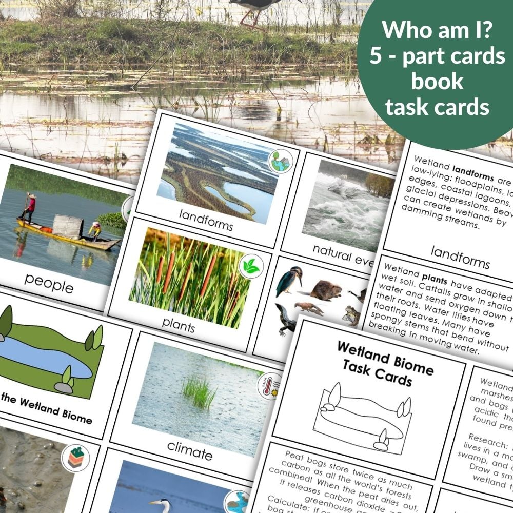 Parts of the Wetland Biome - Montessori Nature