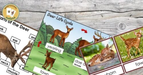 Deer Life Cycle and Parts of a Deer Activities - Montessori Nature