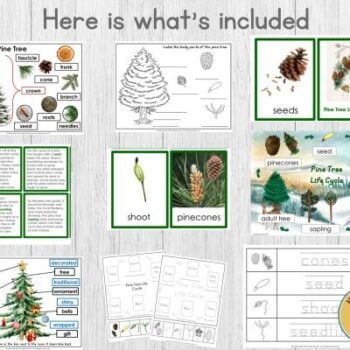 Parts of Pine Tree Life Cycle Nomenclature 3 Part Cards Facts ...