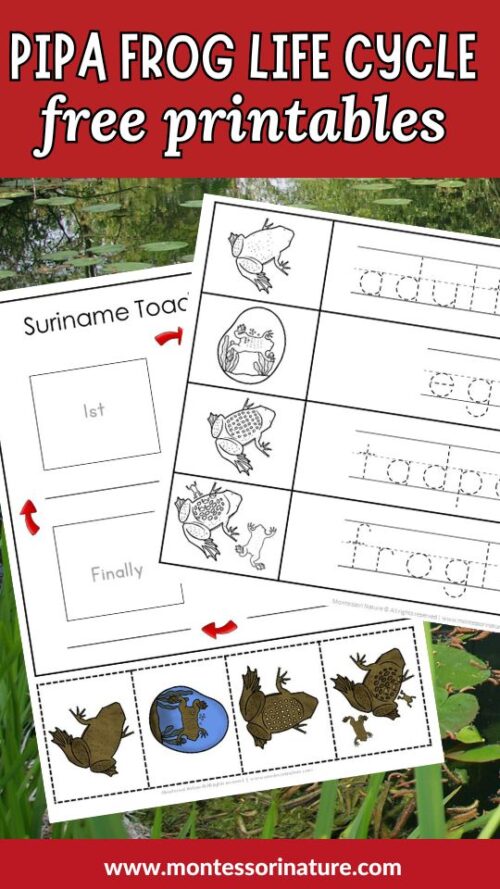 Free Printable - Pipa Pipa Frog Life Cycle - Montessori Nature