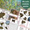 Pipa Frog Life Cycle Parts of the Suriname Toad - Montessori Nature