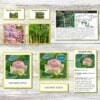 Category: 3-Part Cards - Montessori Nature