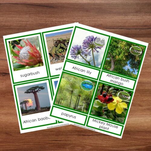 Plants and Biomes of Africa - Montessori Nature