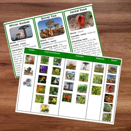 Plants and Biomes of Africa - Montessori Nature