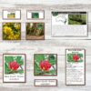Category: 3-Part Cards - Montessori Nature