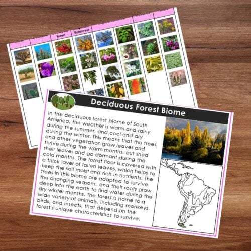 Plants and Biomes of South America - Montessori Nature