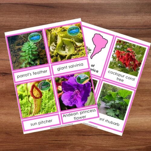 Plants and Biomes of South America - Montessori Nature
