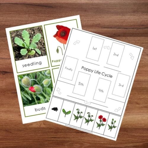 Parts of a Poppy Flower Life Cycle Activities - Montessori Nature