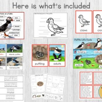 Parts of Puffin Life Cycle Types Nomenclature 3 Part Cards Facts ...