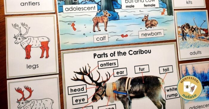 Free Printable - Apples 3-Part Cards, Posters, and Student Booklet ...