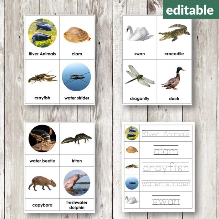 River Animals Vocabulary Editable 3 Part Cards - Montessori Nature