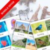 Safari TOOB Compatible 3 Part Cards & Facts Bundle