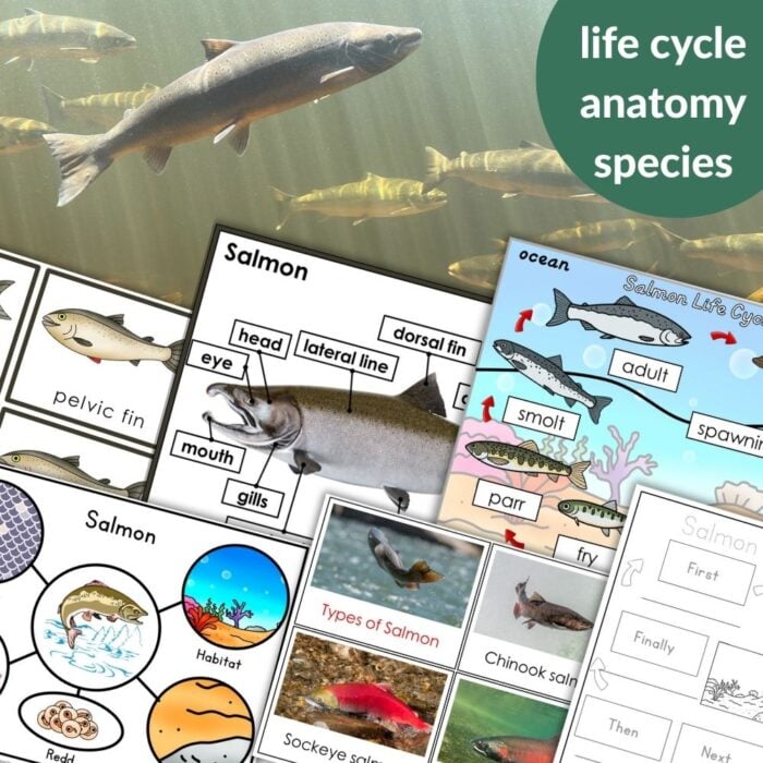 Parts of a Salmon Life Cycle Activities - Montessori Nature