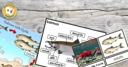 Salmon Life Cycle And Parts Of A Salmon Activities - Montessori Nature