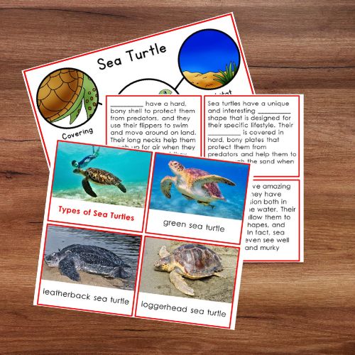Parts of a Sea Turtle Life Cycle Activities - Montessori Nature