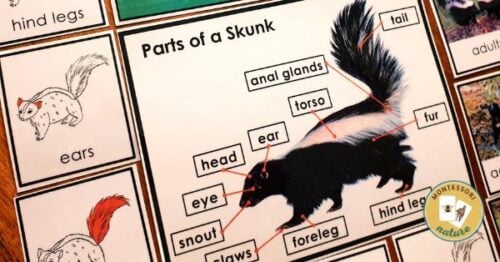 Sheep Life Cycle, Anatomy, and Types: Fun Activities and Printables for ...