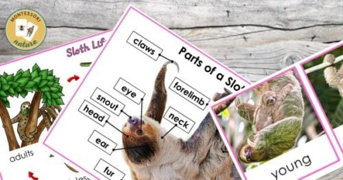 Sloth Life Cycle and Parts of a Sloth Activities - Montessori Nature