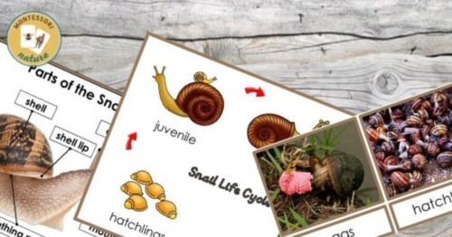Parts of the Snail and Snail Life Cycle Activities - Montessori Nature