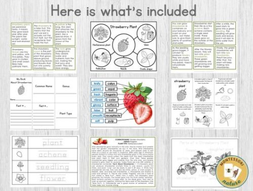 Parts of a Strawberry Life Cycle Activities - Montessori Nature