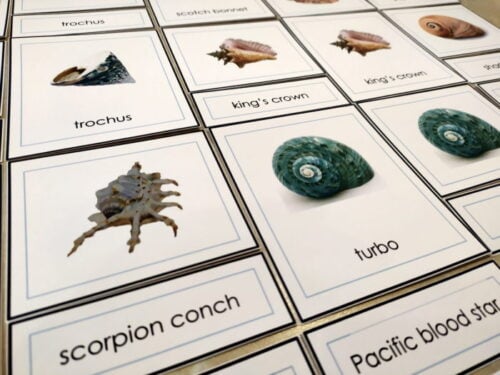 Types of Seashells and Starfish 3 Part Cards Montessori Nature