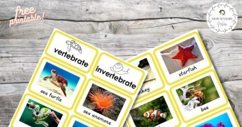 Free Printable - 10 Types Of Vertebrates And 10 Types Of Invertebrates ...