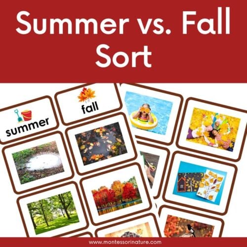 Free Printable - Fall and Summer Sorting Cards - Montessori Nature