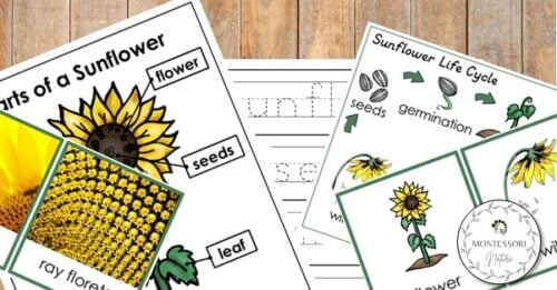 Sunflower Life Cycle Parts of Sunflower Activities - Montessori Nature
