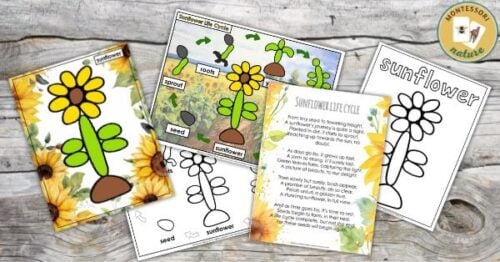 Free Printable - Sunflower Life Cycle with Play-doh Mats and Poem for ...