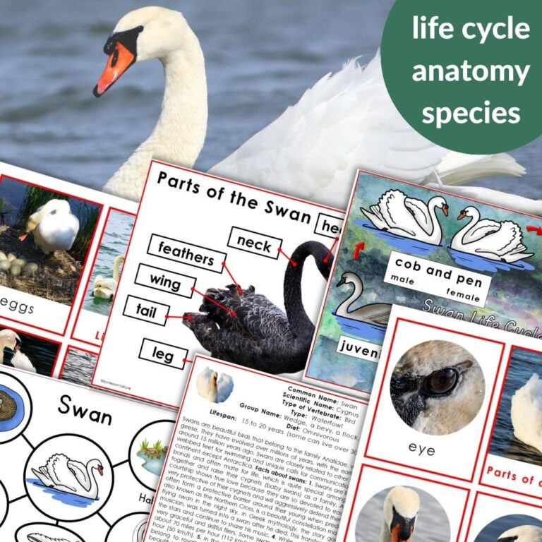 Tag: Life Cycle - Montessori Nature