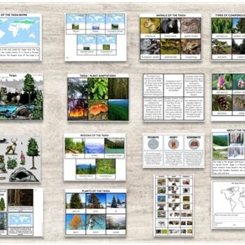 Taiga Biome Boreal Forest Animals Plants Facts - Montessori Nature