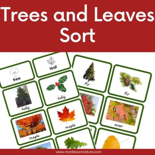 Free Printable - 10 Trees And 10 Leaves Sorting Cards - Montessori Nature
