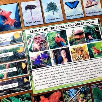 The Ultimate Cosmic Education Bundle: A Complete Nature Curriculum in Cards