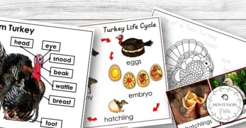 Turkey Life Cycle Parts of Turkey Activities - Montessori Nature