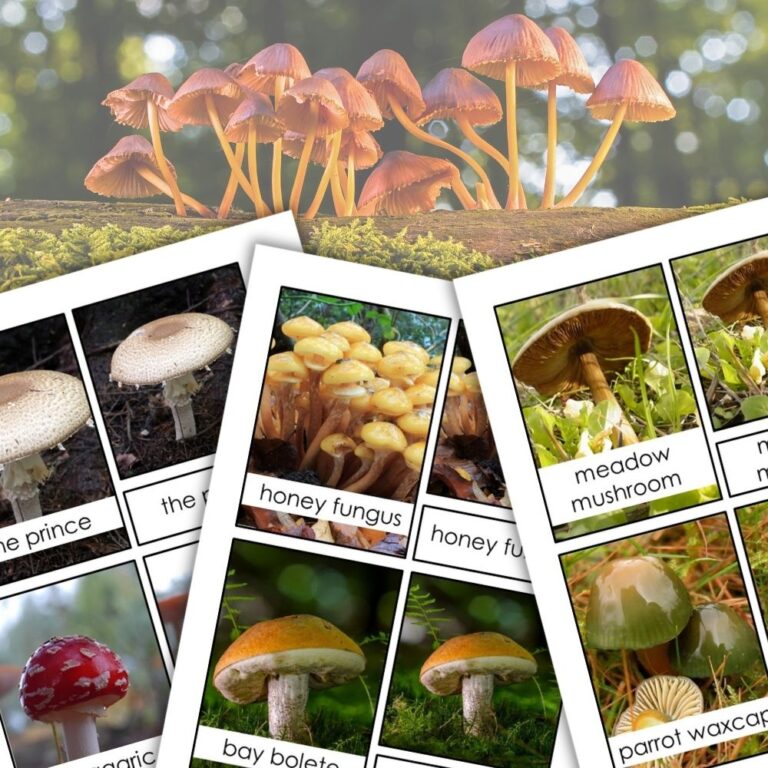 Mushrooms Fungi: 3 Part Cards