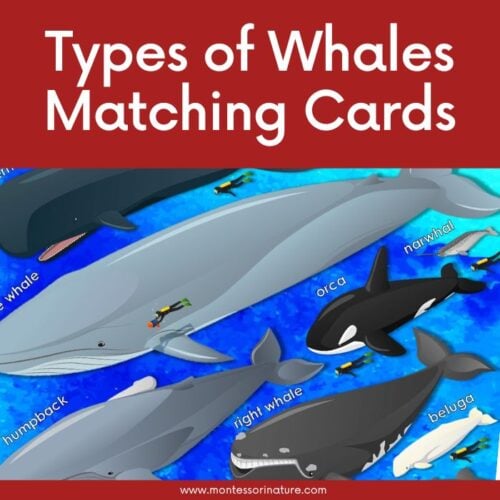 Free Printable - Whale Early Learning Activities - Montessori Nature