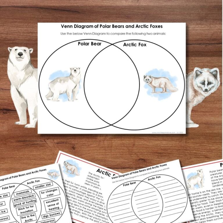 Free Printable - Penguin Early Learning Activities - Montessori Nature