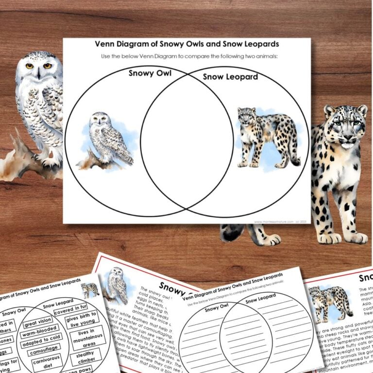 Sea Otter Life Cycle Parts Of A Sea Otter Activities - Montessori Nature