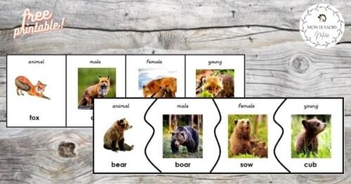 Free Printable - Singular And Plural Nouns - Montessori Nature