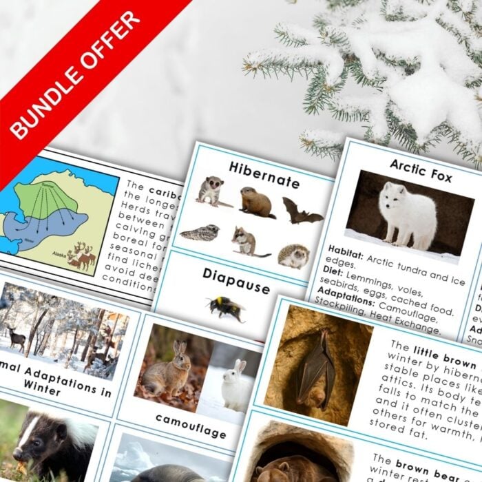 Animal Behavior Hibernation Adaption Migration Sorting Cards – Winter ...