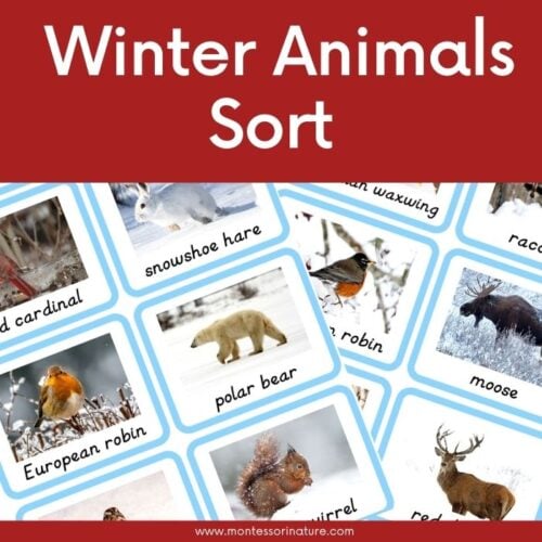 Free Printables - Montessori Nature Resource Library - Montessori Nature