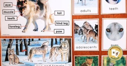 Crocodile Life Cycle and Parts of a Crocodile Activities - Montessori ...