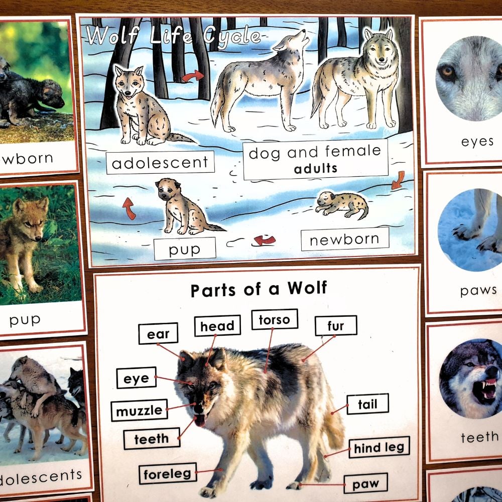 Bald Eagle Learning Activities and Hands-on Activities for Children ...