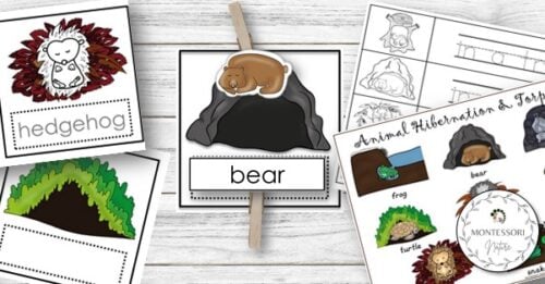Free Printable - Animal Hibernation and Torpor Cards - Montessori Nature