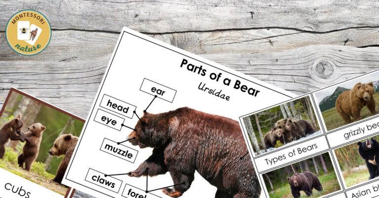 Beaver life Cycle and Parts of a Beaver learning Hands-on Printables ...