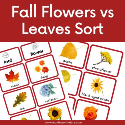 Free Printable - Fall Leaves And Fall Flowers - Montessori Nature